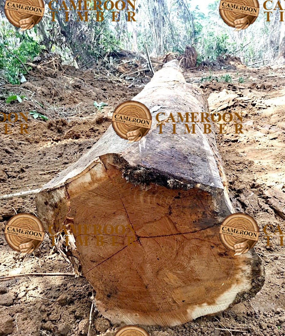 Timber Logs | Cameroon Timber Shipping Company | 2026